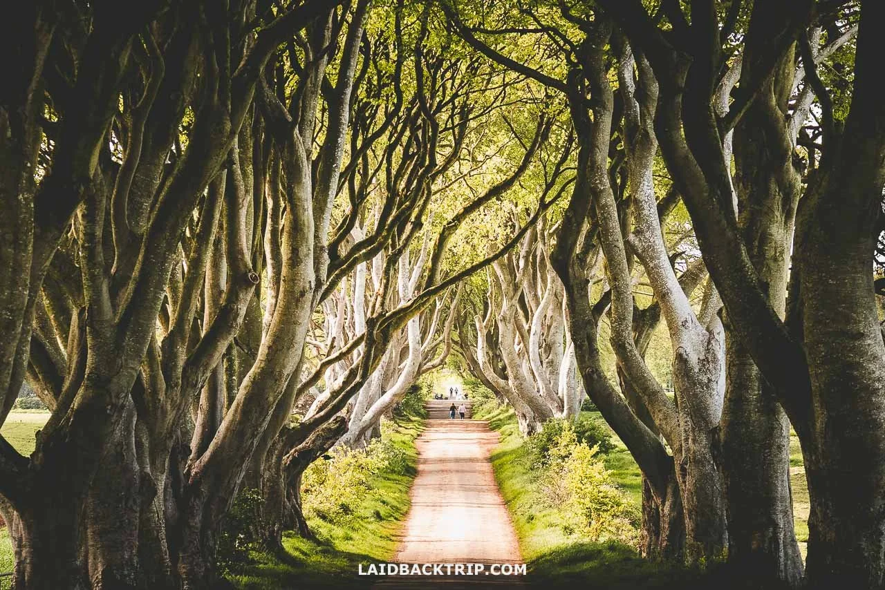 The Dark Hedges: Travel Guide — LAIDBACK TRIP