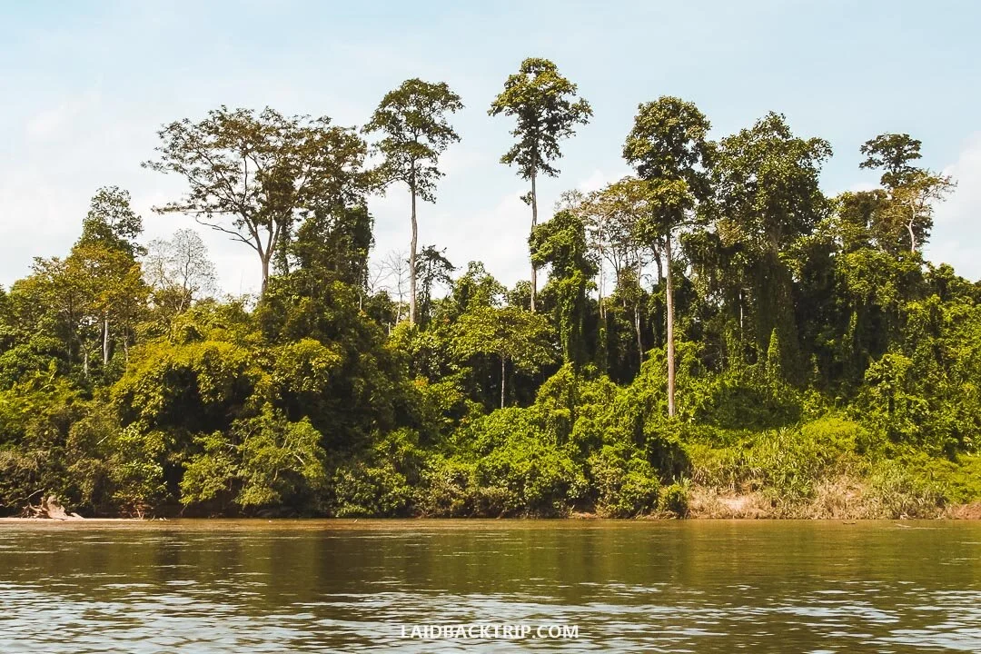 Taman Negara National Park: Travel Guide — LAIDBACK TRIP