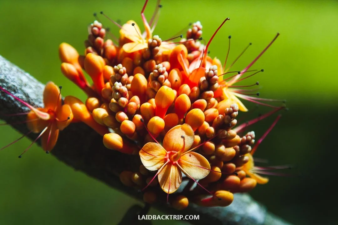 Sir Seewoosagur Ramgoolam Botanical Garden: Travel Guide — LAIDBACK TRIP