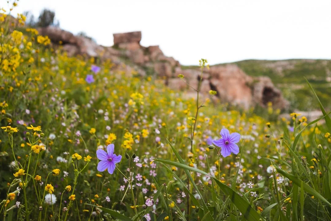 When Is the Best Time to Travel to Jordan — LAIDBACK TRIP