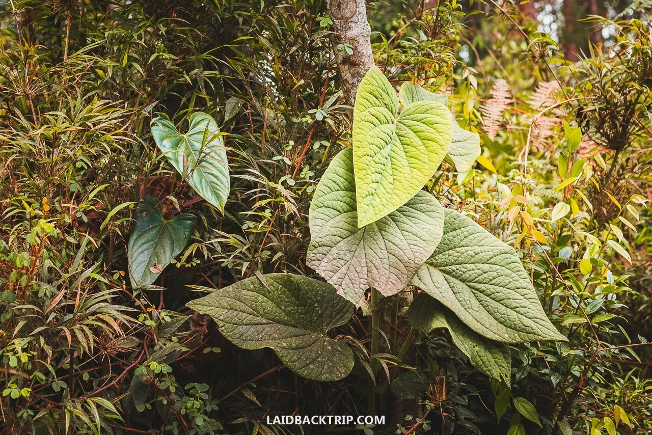 Arvi Park in Medellin: Visitors Guide — LAIDBACK TRIP