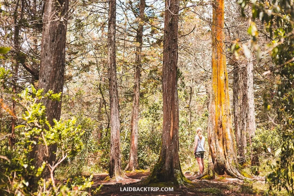 Arvi Park in Medellin: Visitors Guide — LAIDBACK TRIP