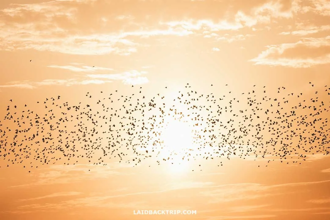How to See the Black Sun (Sort Sol) in Denmark + Tips — LAIDBACK TRIP