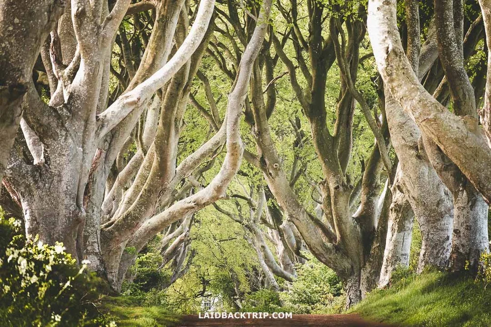 The Dark Hedges: Travel Guide — LAIDBACK TRIP