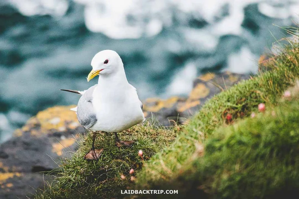 How to Visit Downpatrick Head — LAIDBACK TRIP