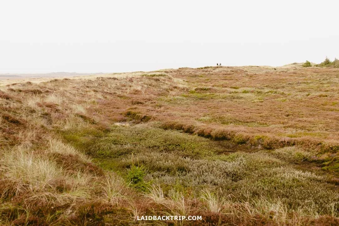 Hiking the Isbjerg Trail, Denmark — LAIDBACK TRIP