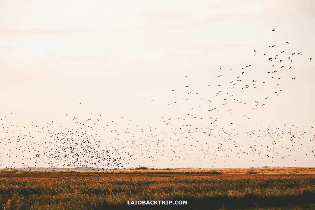 How to See the Black Sun (Sort Sol) in Denmark + Tips — LAIDBACK TRIP