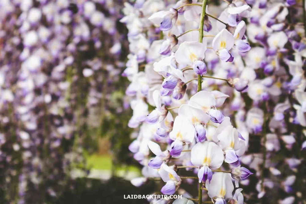 How to Visit Birr Castle — LAIDBACK TRIP
