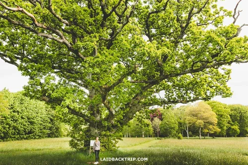 How to Visit Birr Castle — LAIDBACK TRIP