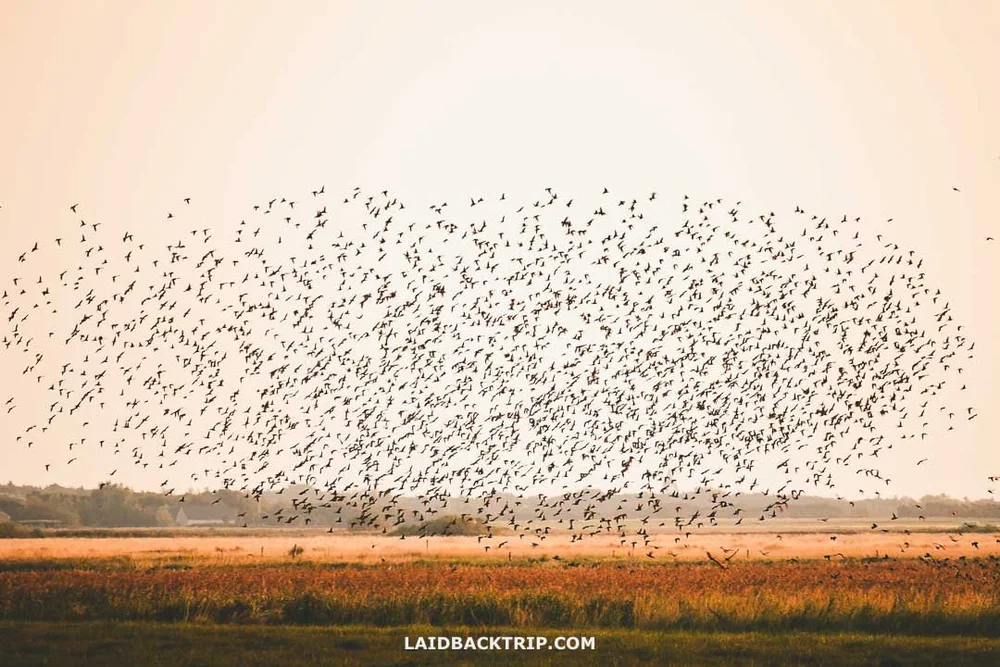 How to See the Black Sun (Sort Sol) in Denmark + Tips — LAIDBACK TRIP