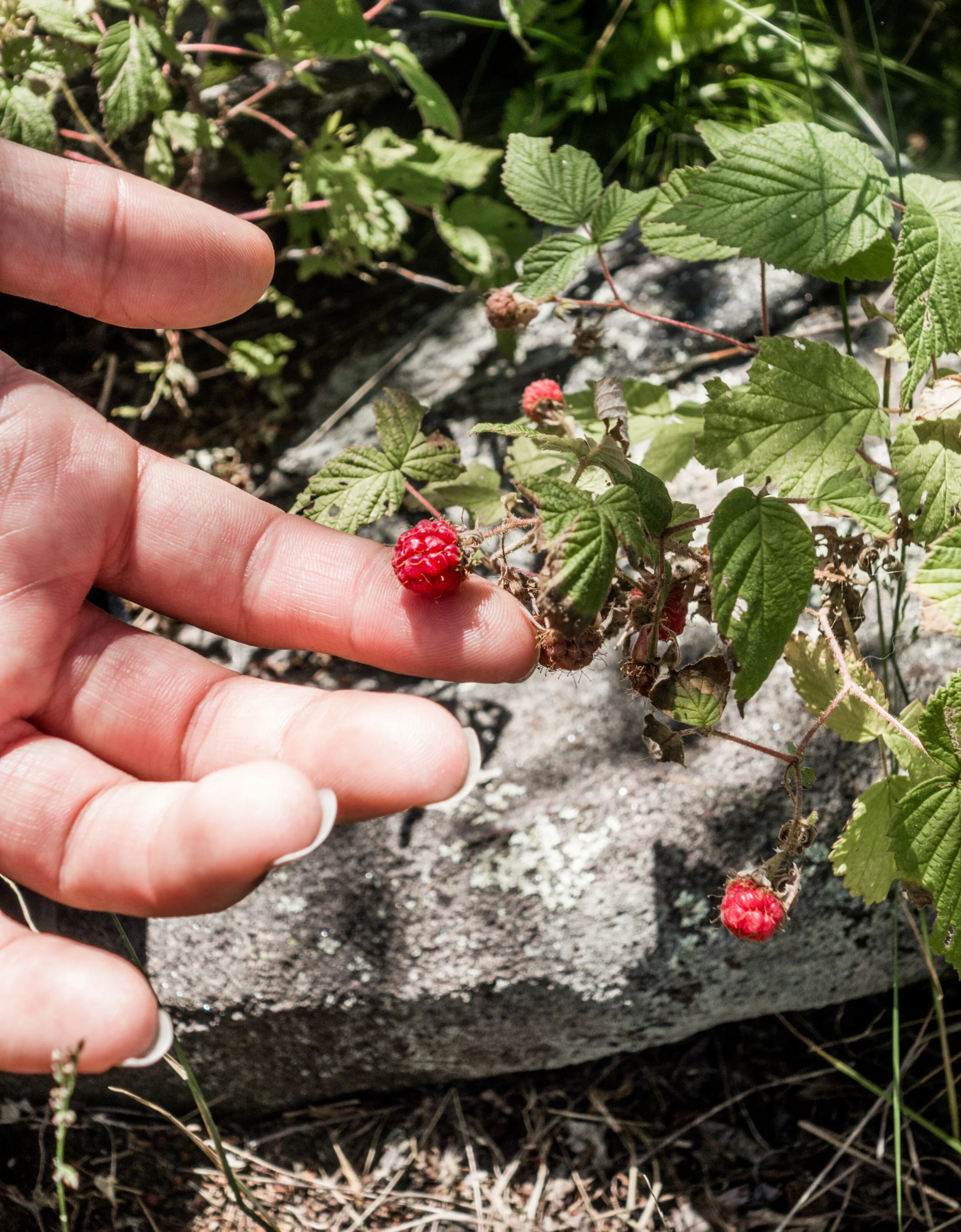 Camping & Adventuring at Killbear Provincial Park — Martina Daskalova