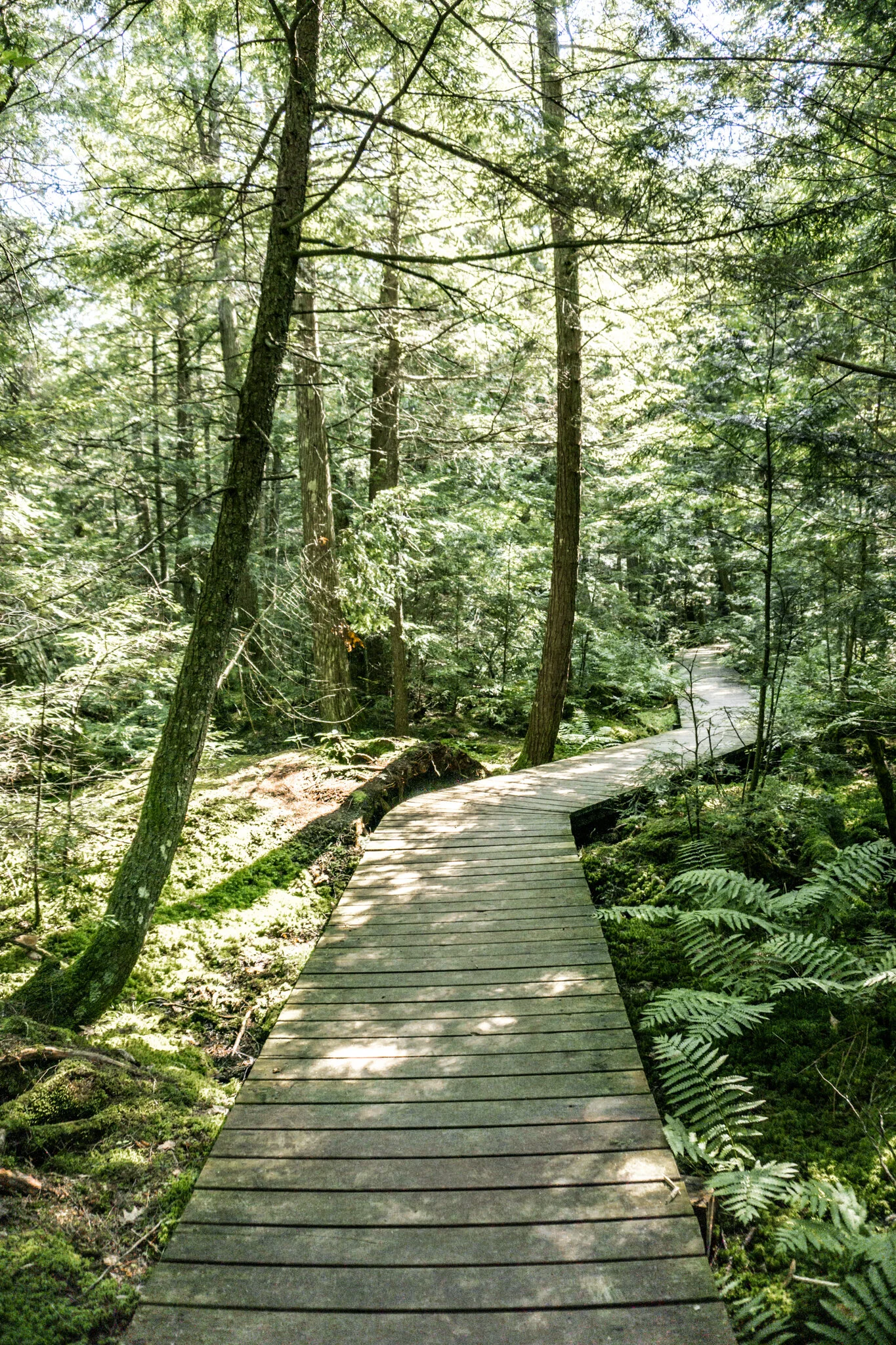 Camping At Restoule Provincial Park — Martina Daskalova