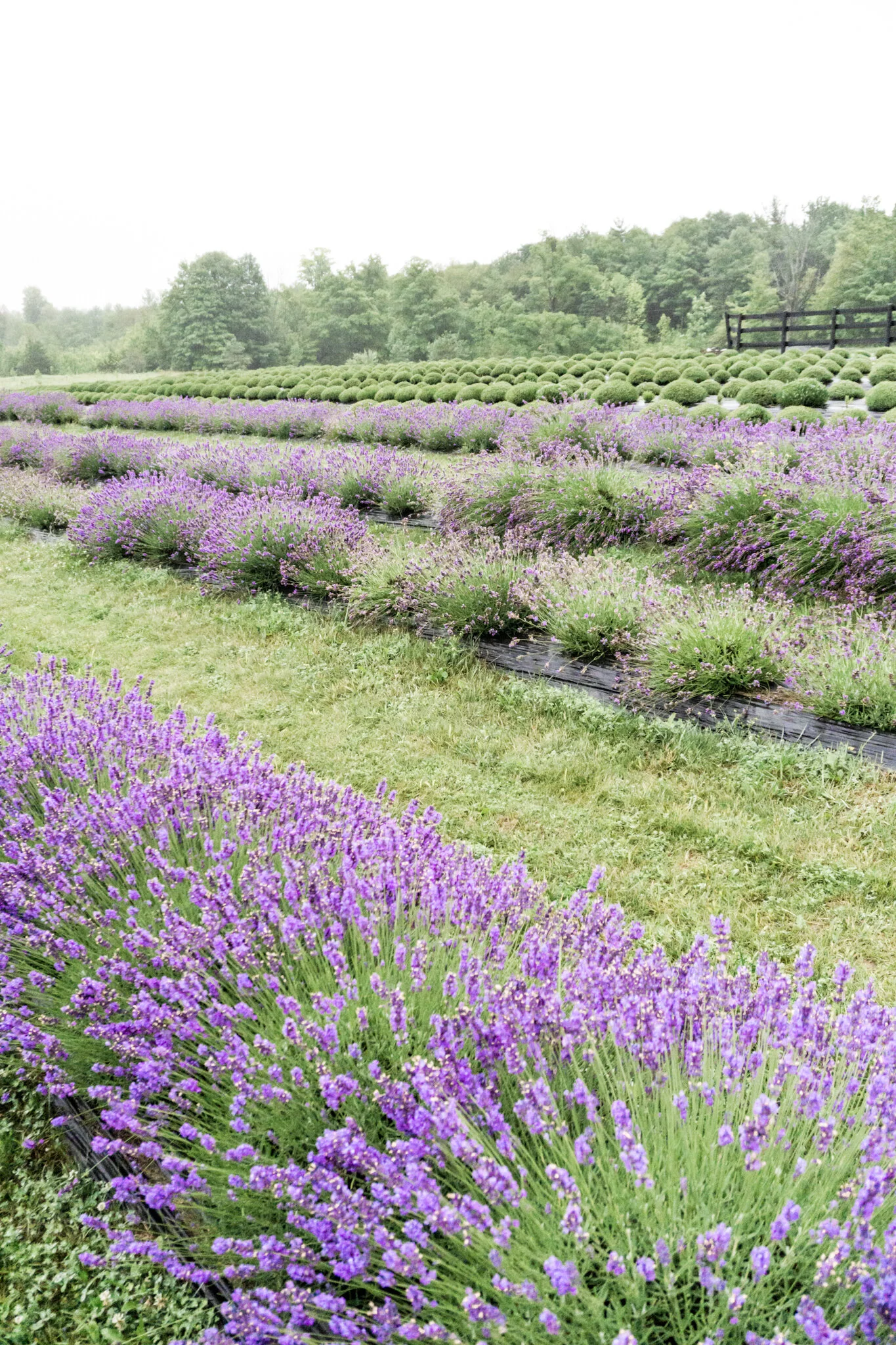 Magical Day at Purple Hill Lavender Farm — Martina Daskalova