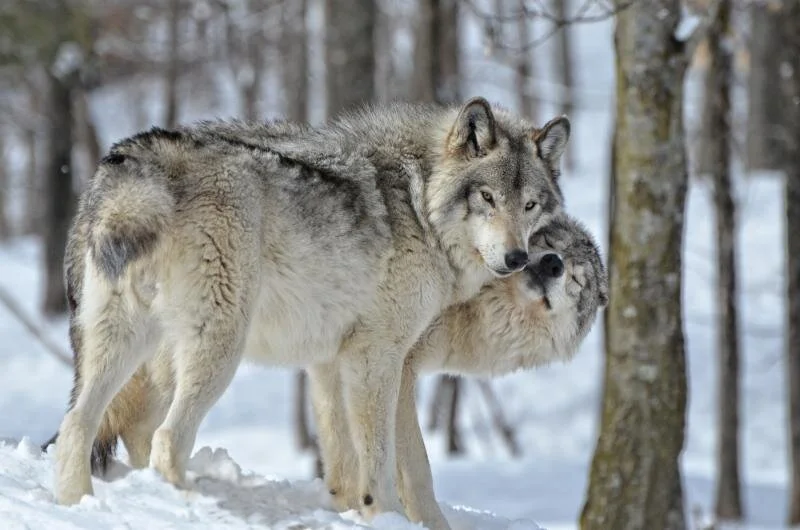 Two Wolves Playing