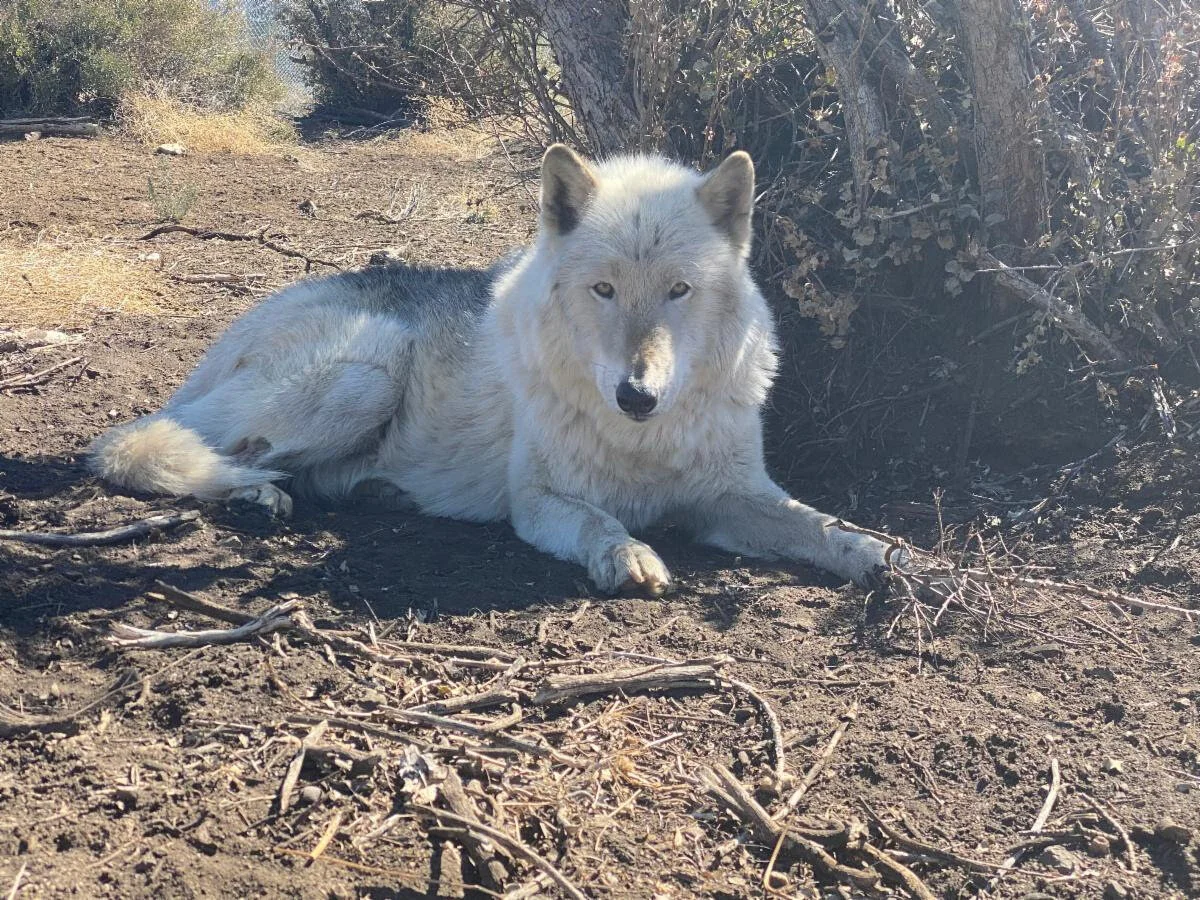 Are Wolfdogs Legal In Ca