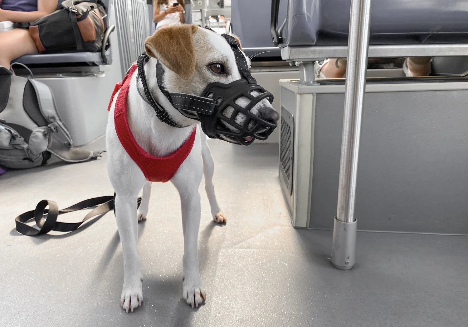 19 ciudades permiten perros sin transportín en el bus — PIPPER ON TOUR