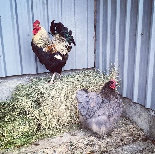 The hard part of farming — Central Park Farms: Pasture Raised & Free ...