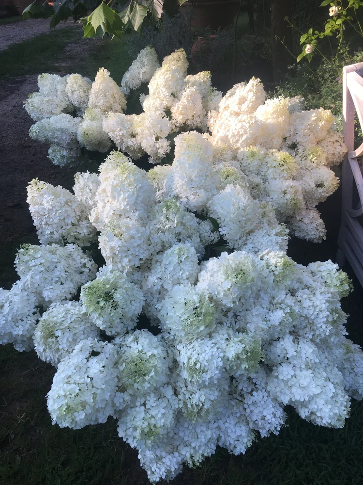 The Flower Podcast