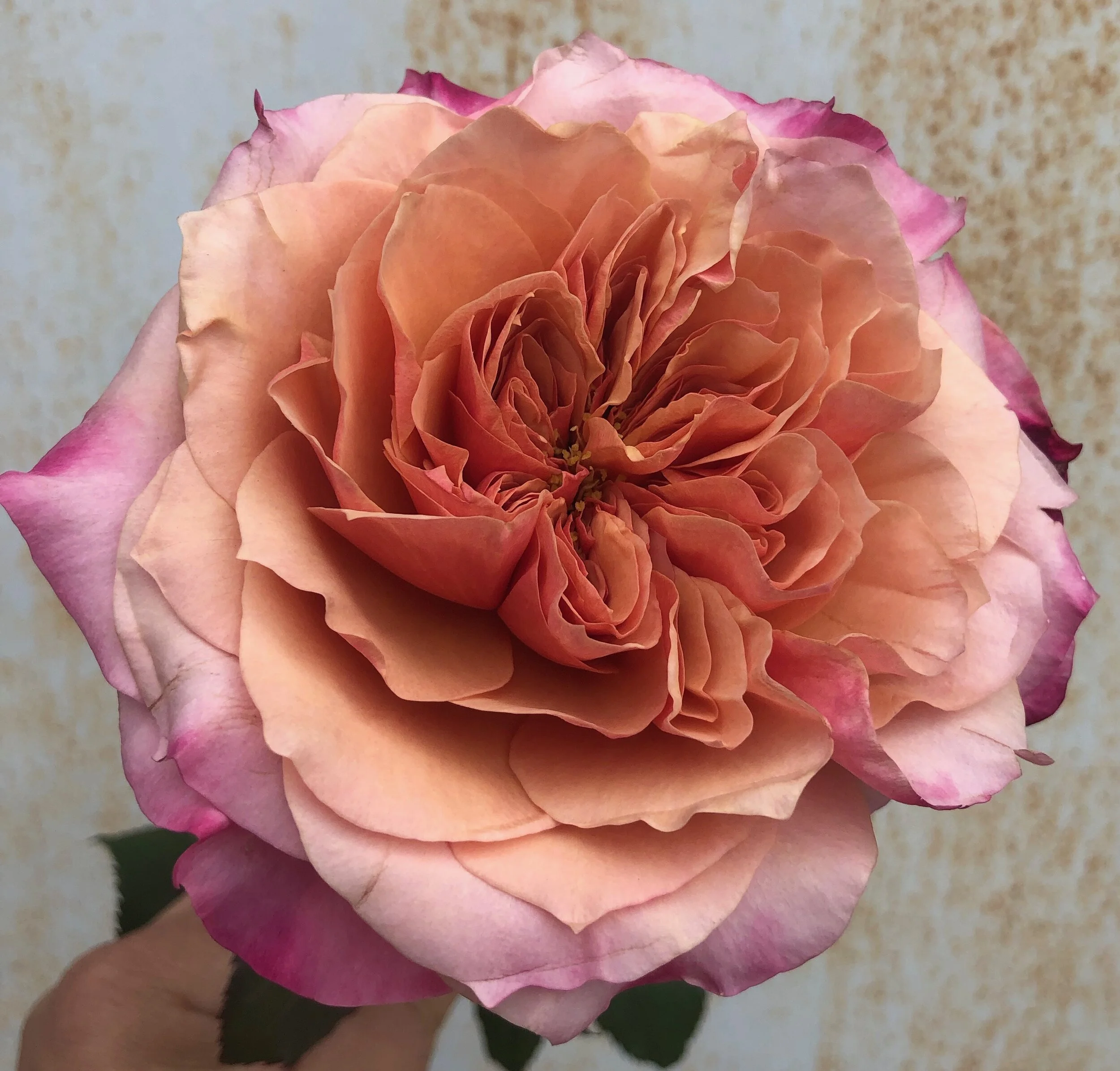 The Flower Podcast