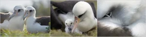 ALBATROSS Our Story — Albatross