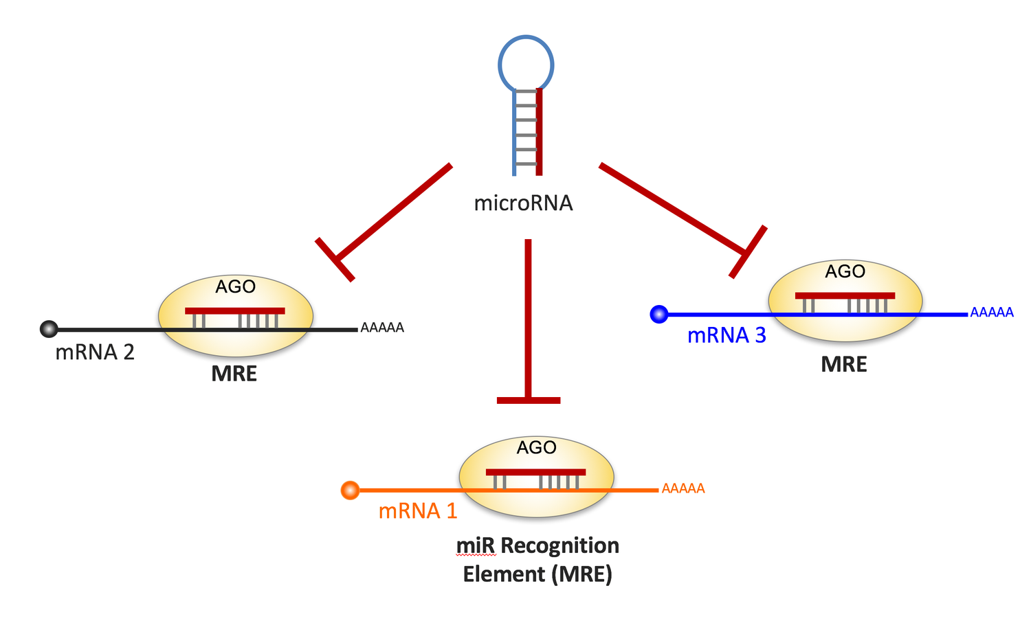 non-coding RNAs — The Lippi LAB