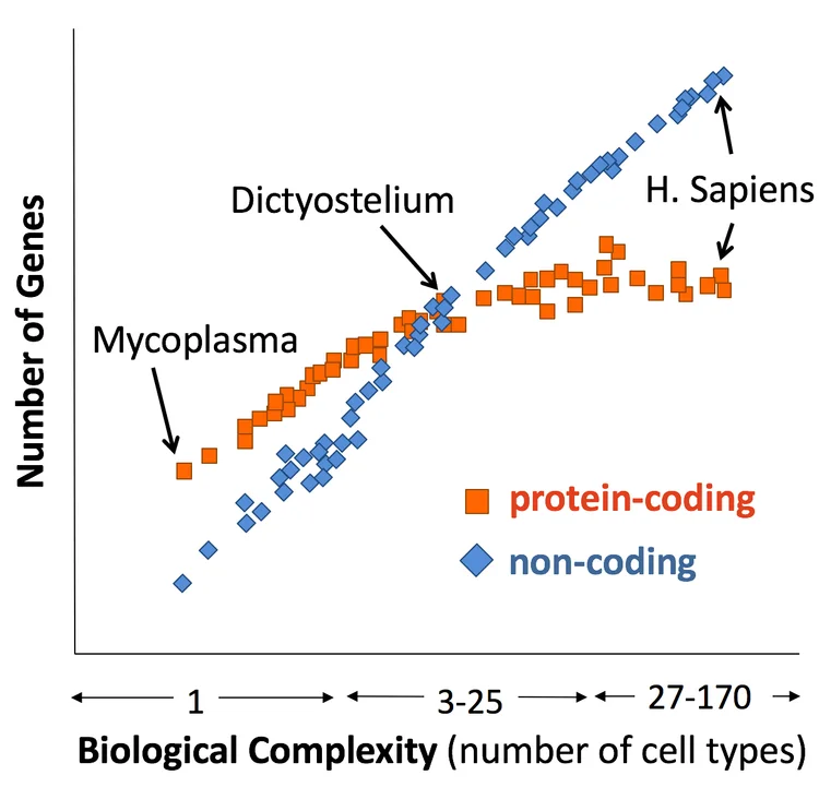 non-coding RNAs — The Lippi LAB