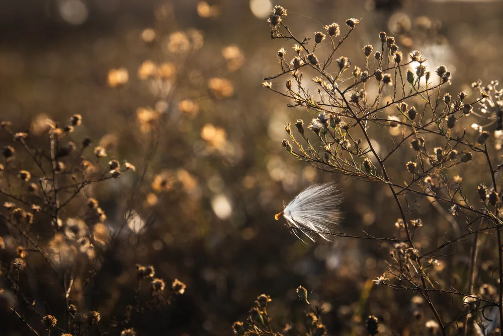 In the Details — kate guy photography