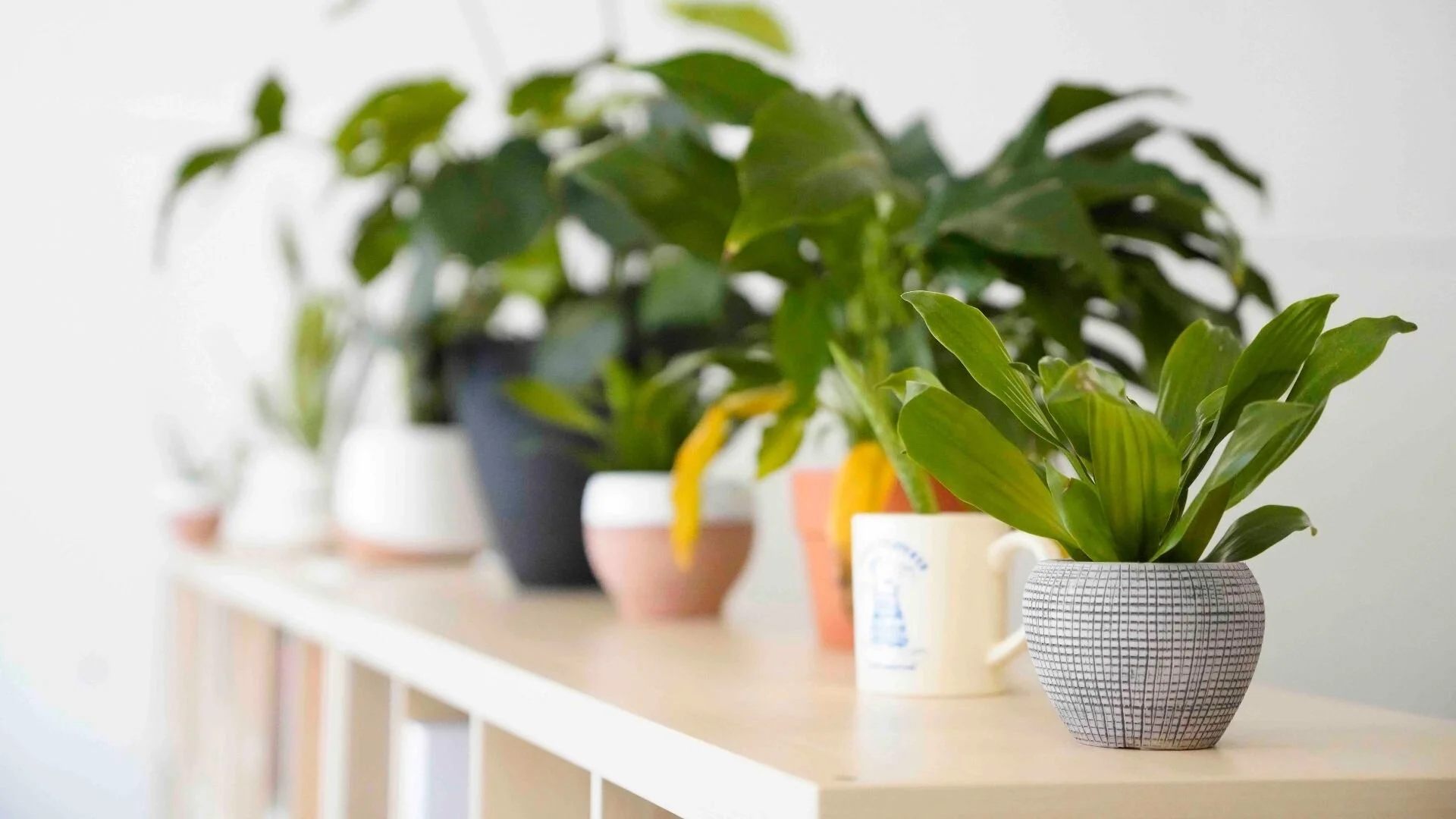 Growth and Happiness: Plants in the Workplace — METHOD.