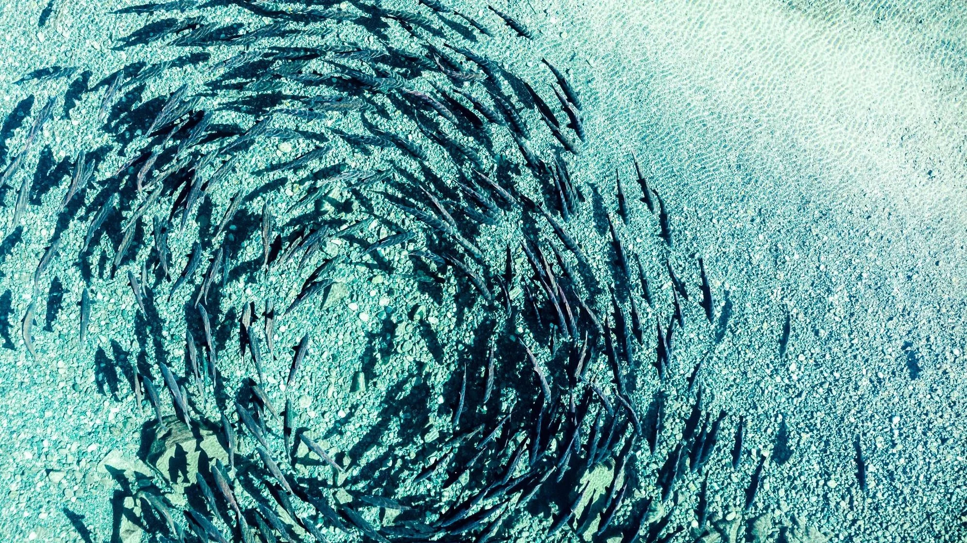 Environmental Services — Redd Fish Restoration Society