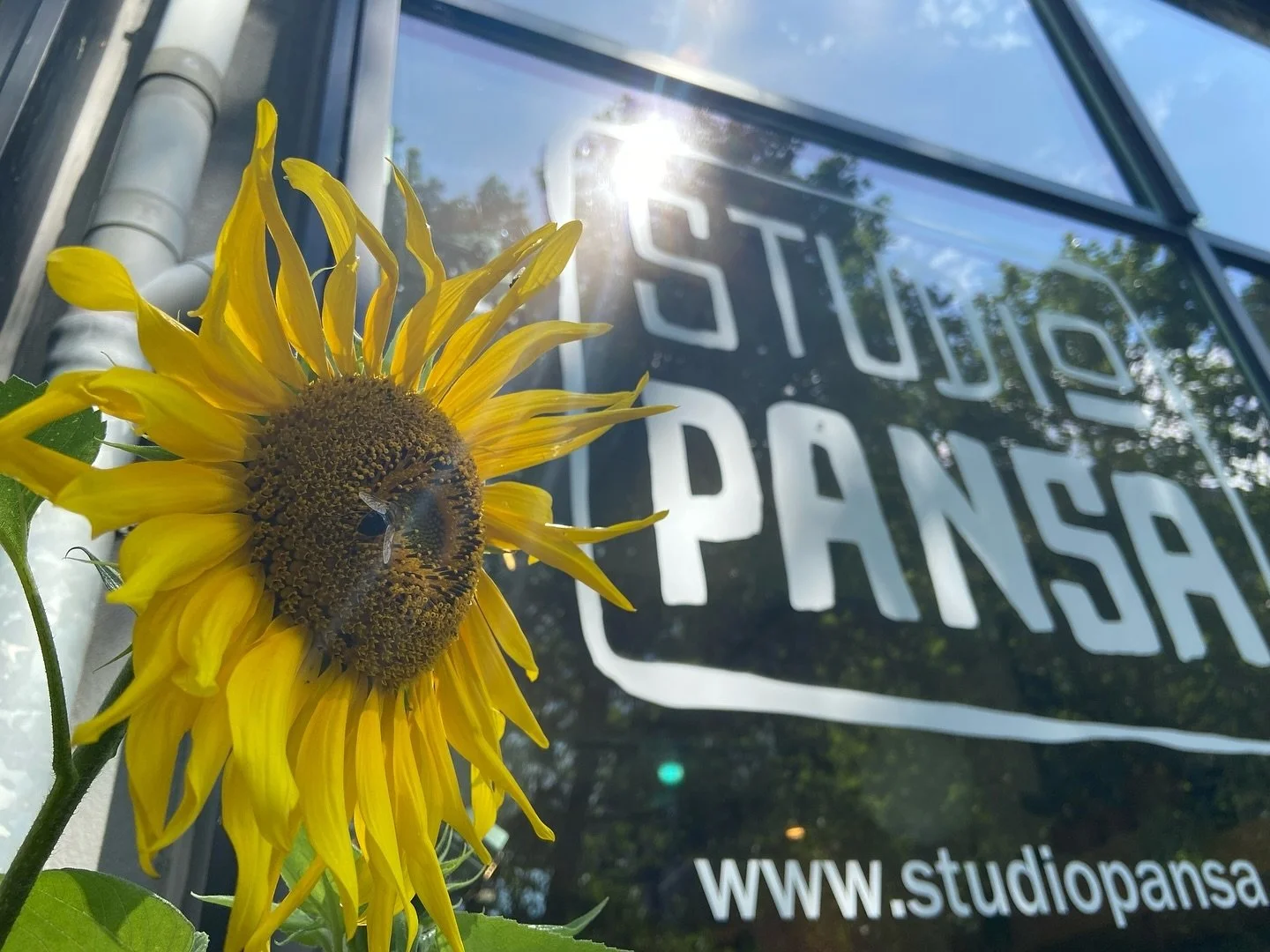 Studio Pansa