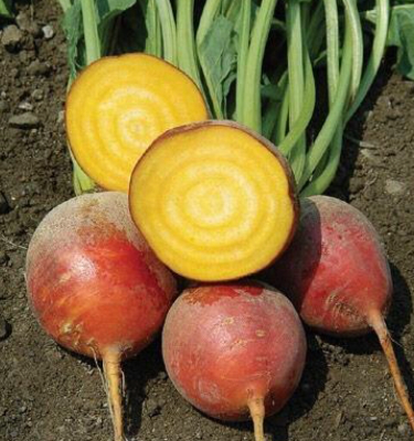 Yellow Beets