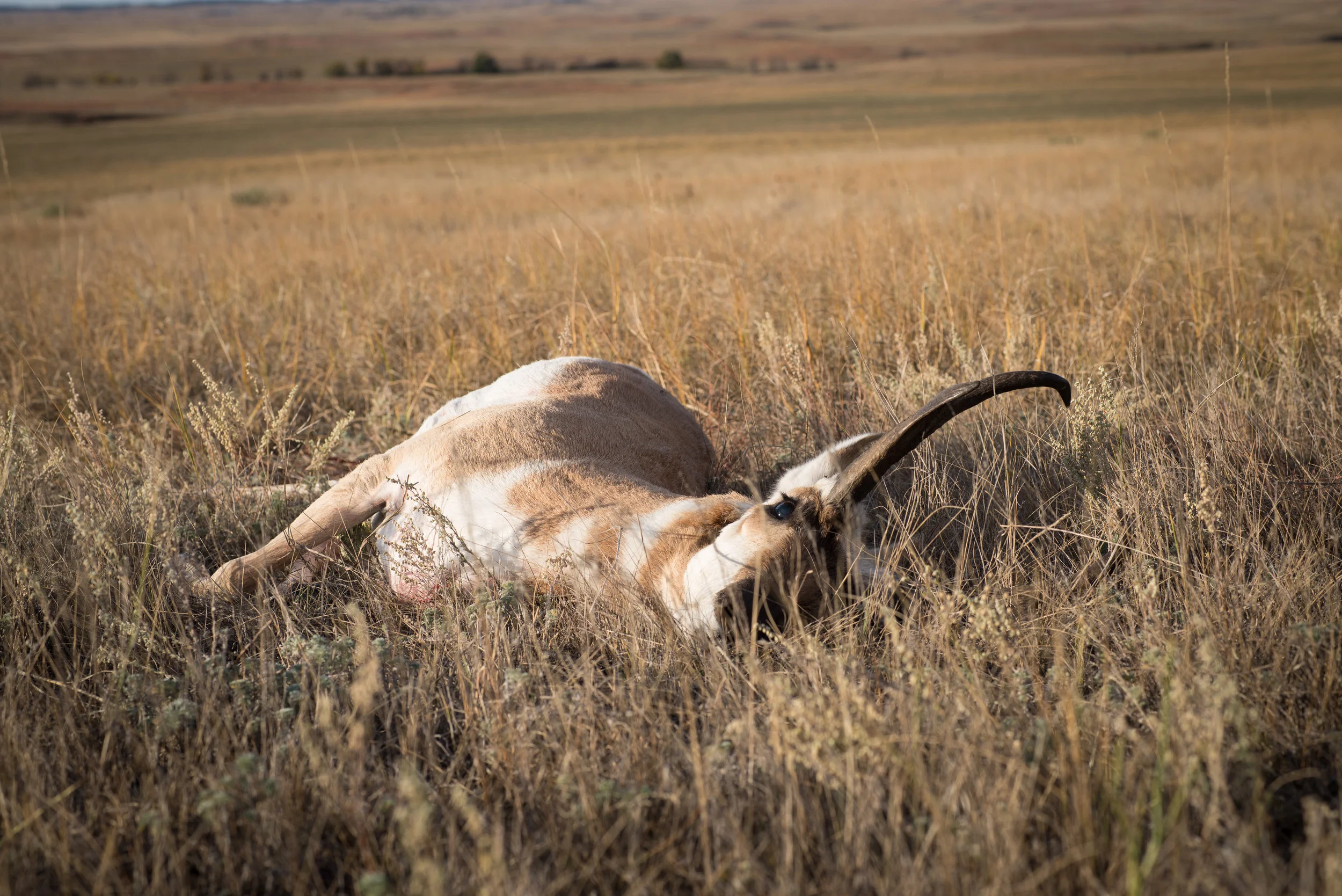 Guided Antelope Hunts — Montana Big Game Outfitters