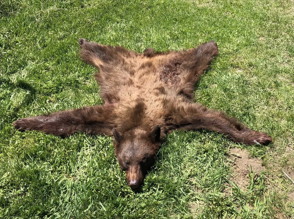 Spring Black Bear Hunting - Montana — Montana Big Game Outfitters