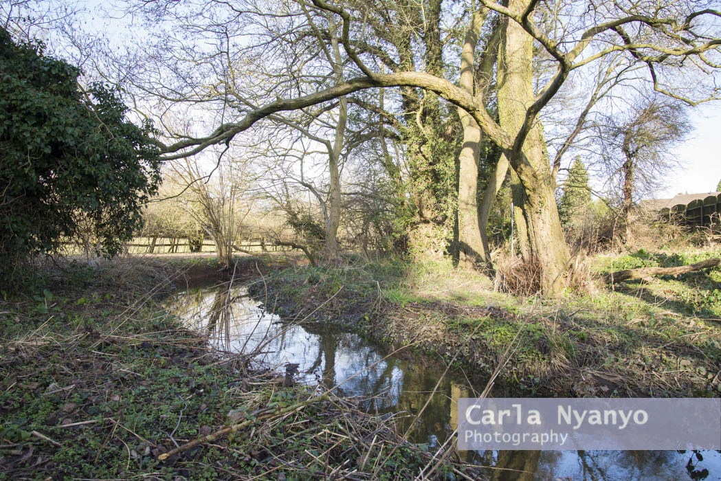 Further along Coundon Wedge — Carla Nyanyo