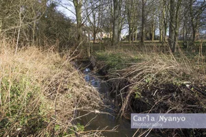 Further along Coundon Wedge — Carla Nyanyo