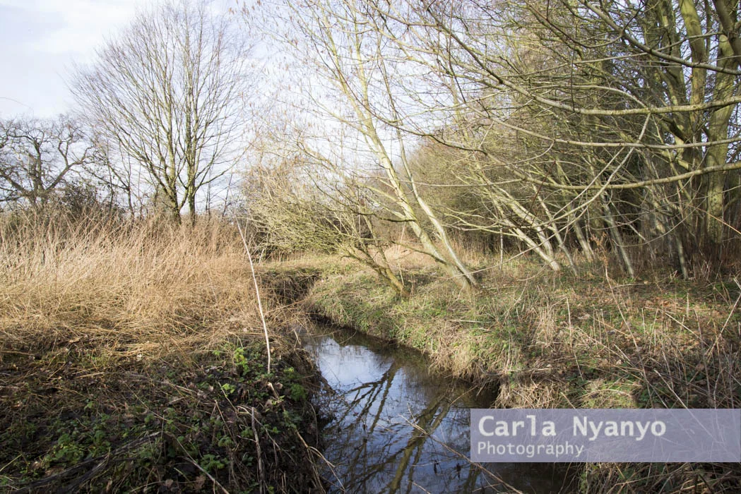 Further along Coundon Wedge — Carla Nyanyo