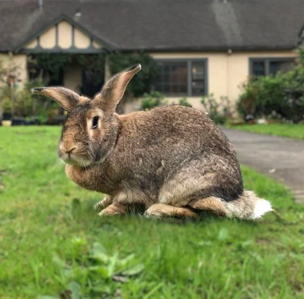 Profile — Crandall Arambula