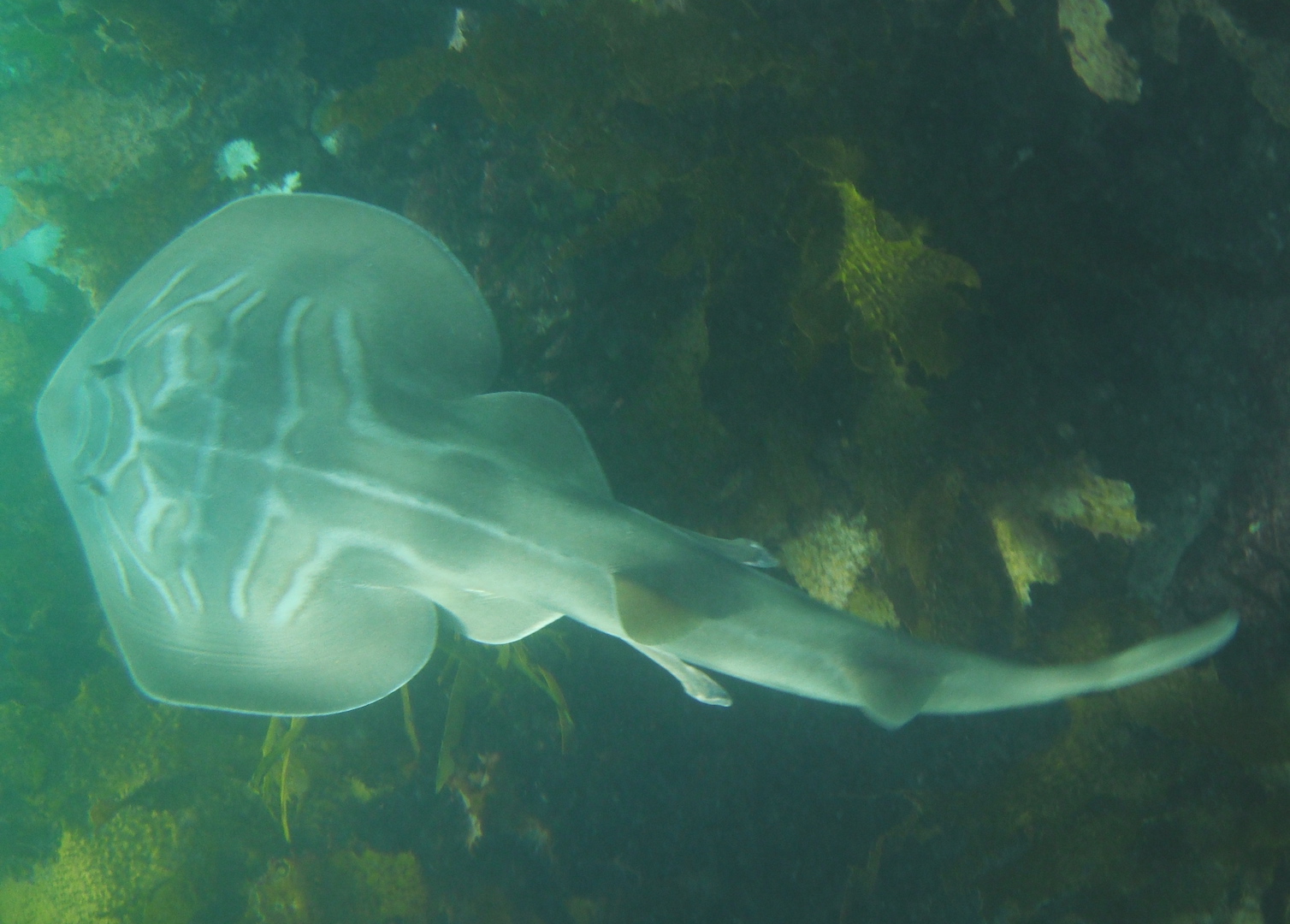 Banjo rays — Atlas of Life