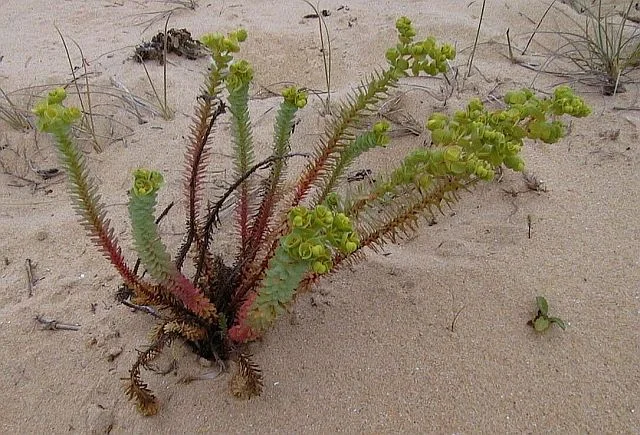 Beach Weeds — Atlas of Life