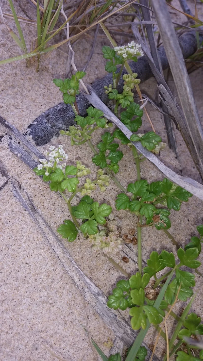 Beach Weeds — Atlas of Life