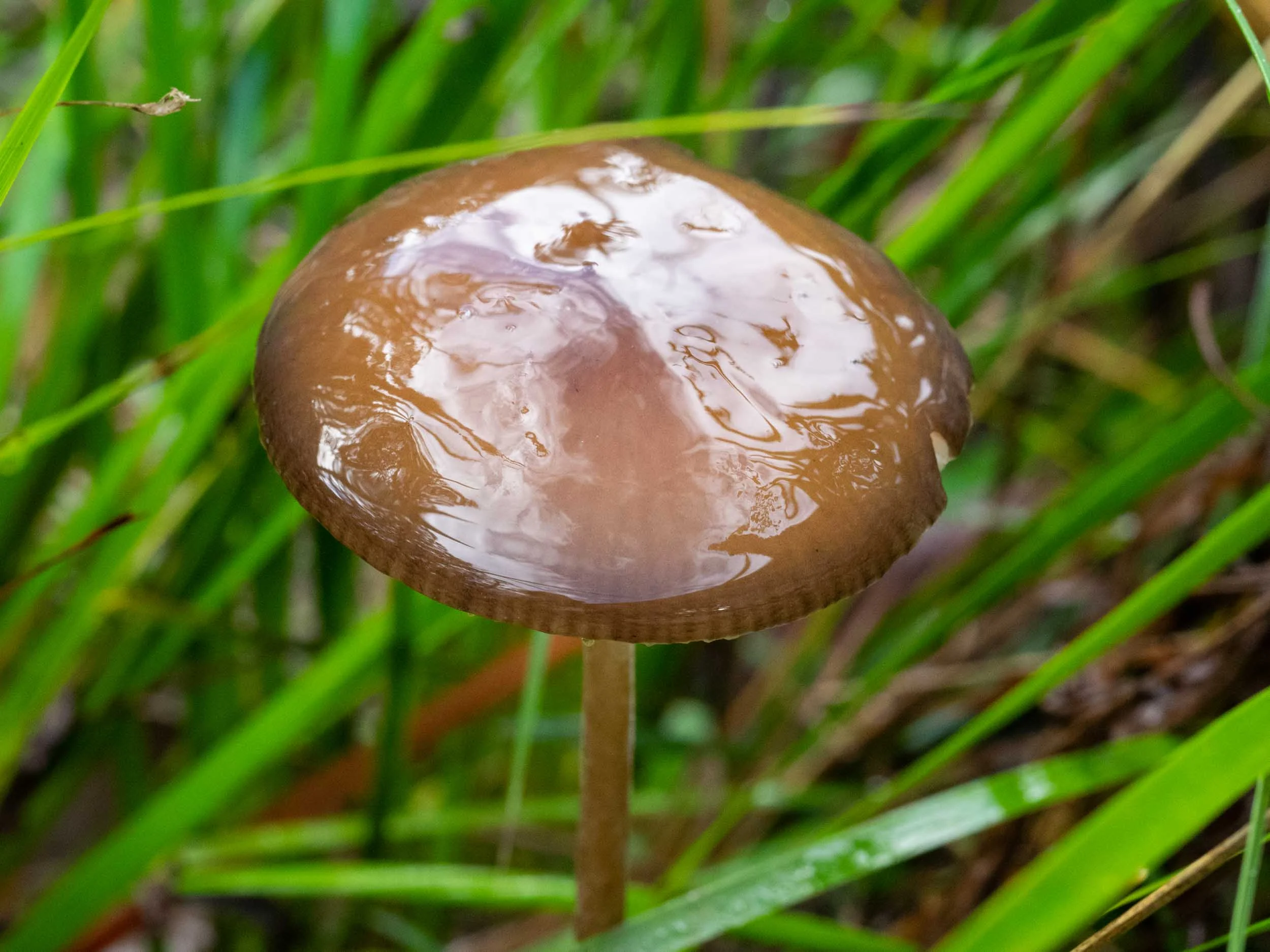 March - April 2019: FUNGI — Atlas of Life