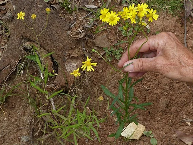 Beach Weeds — Atlas of Life