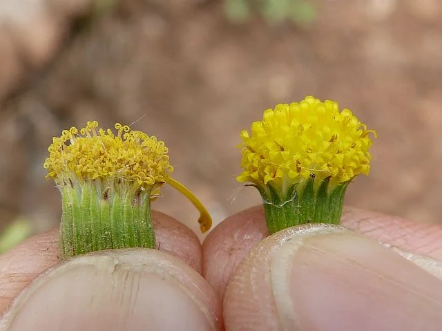 Beach Weeds — Atlas of Life