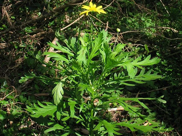 Beach Weeds — Atlas of Life