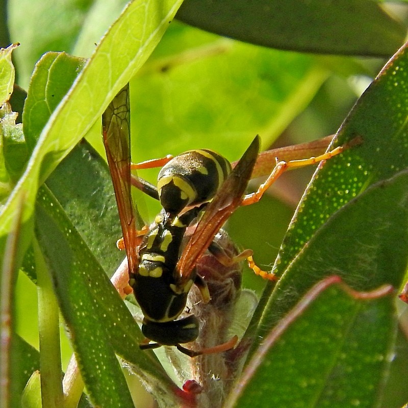WASP ALERT: notes from 2019 — Atlas of Life