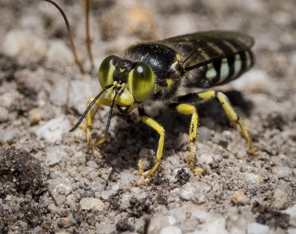 Know your wasps — Atlas of Life