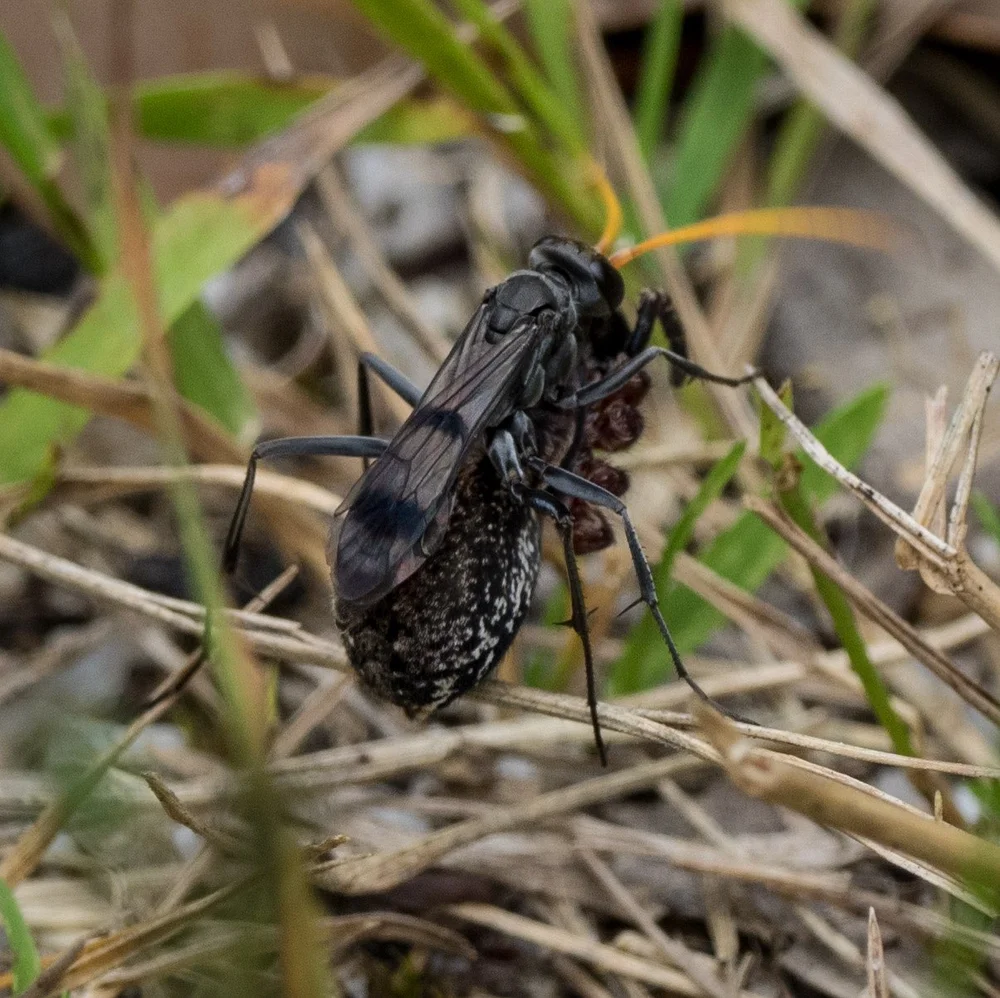 Know your wasps — Atlas of Life