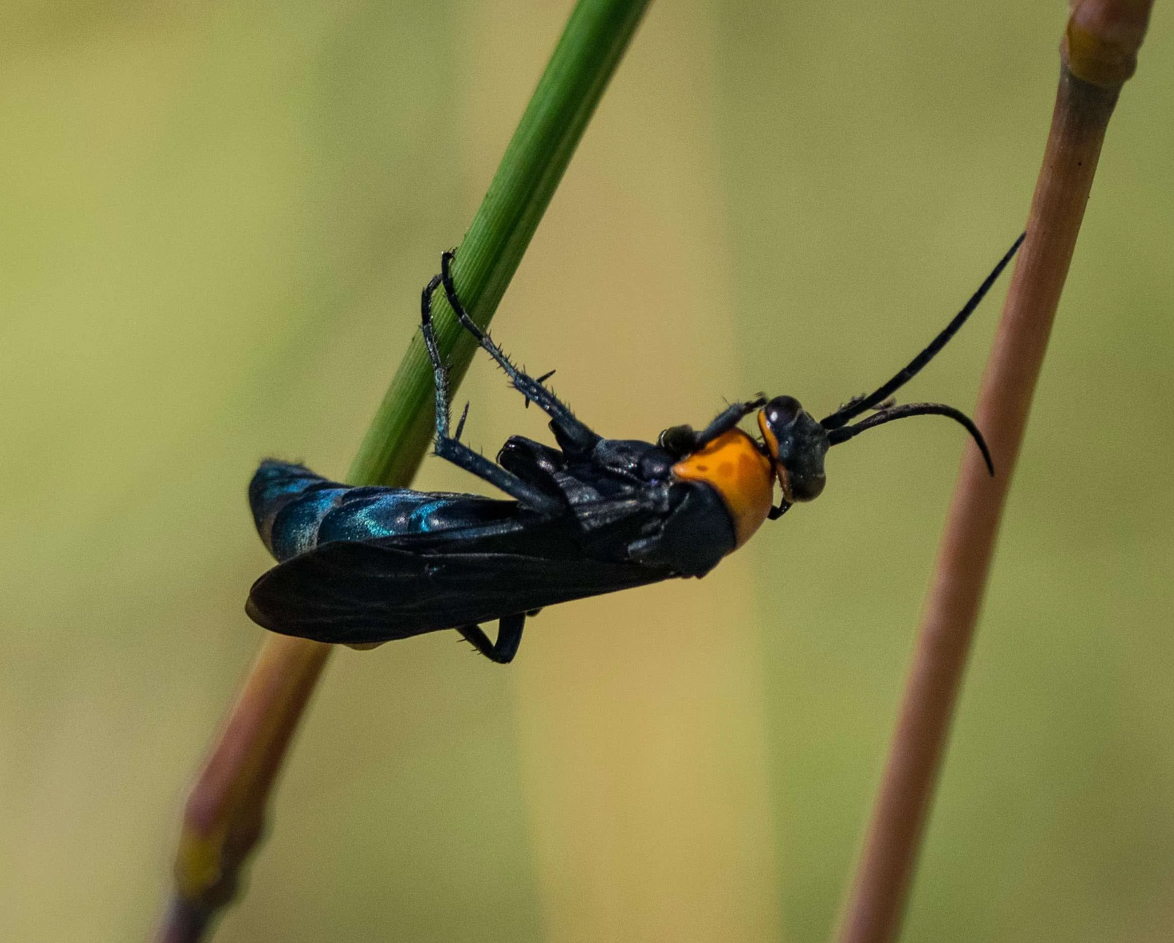 Know your wasps — Atlas of Life