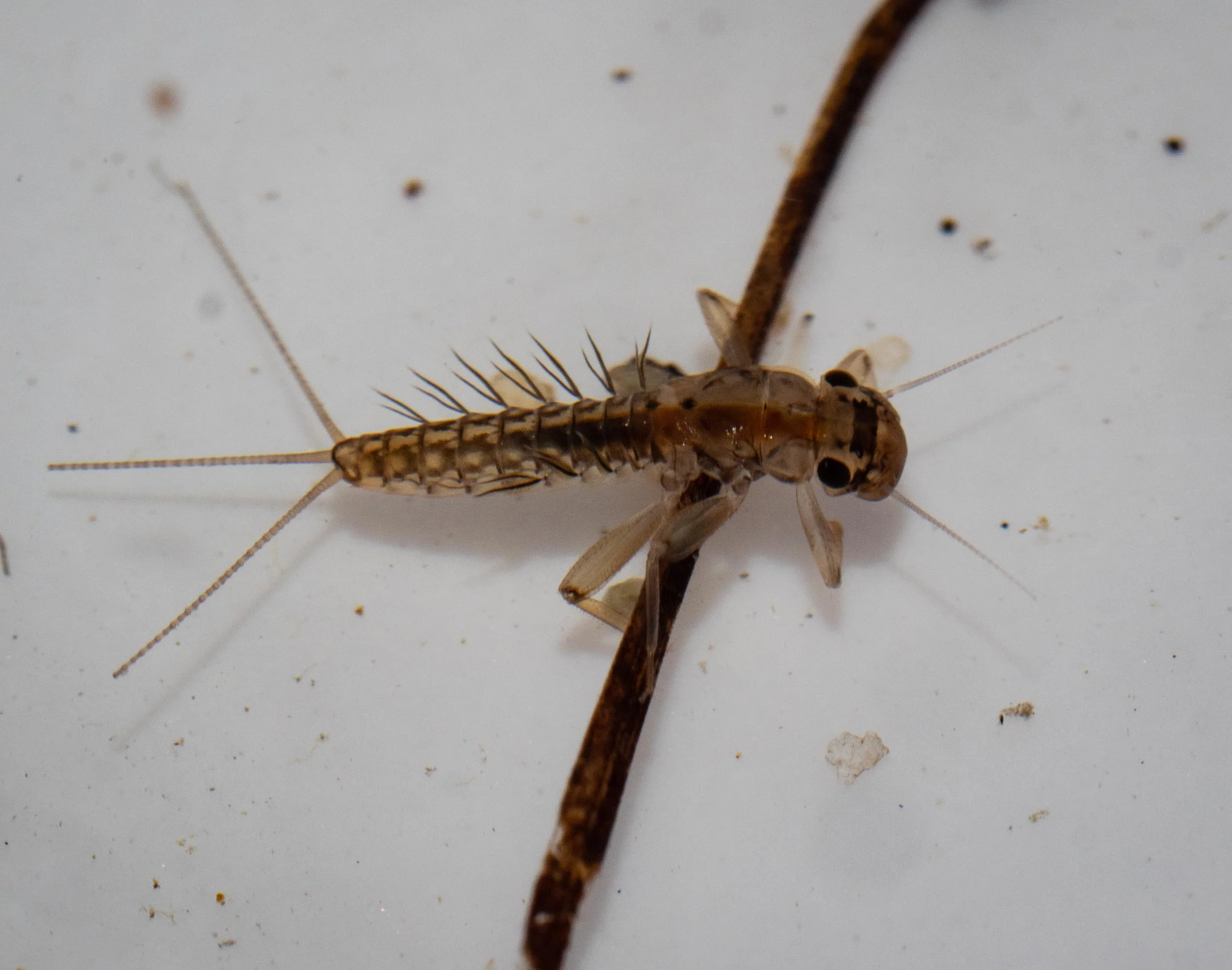 Waterbugs — Atlas of Life