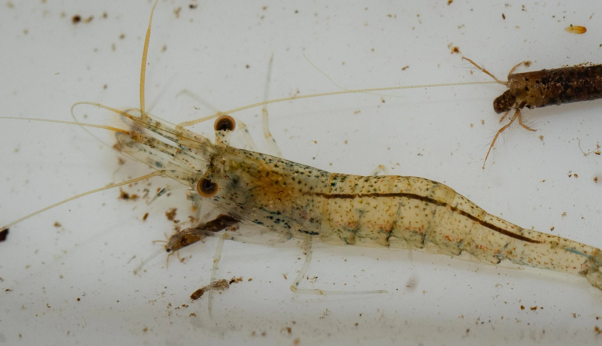 Waterbugs — Atlas of Life